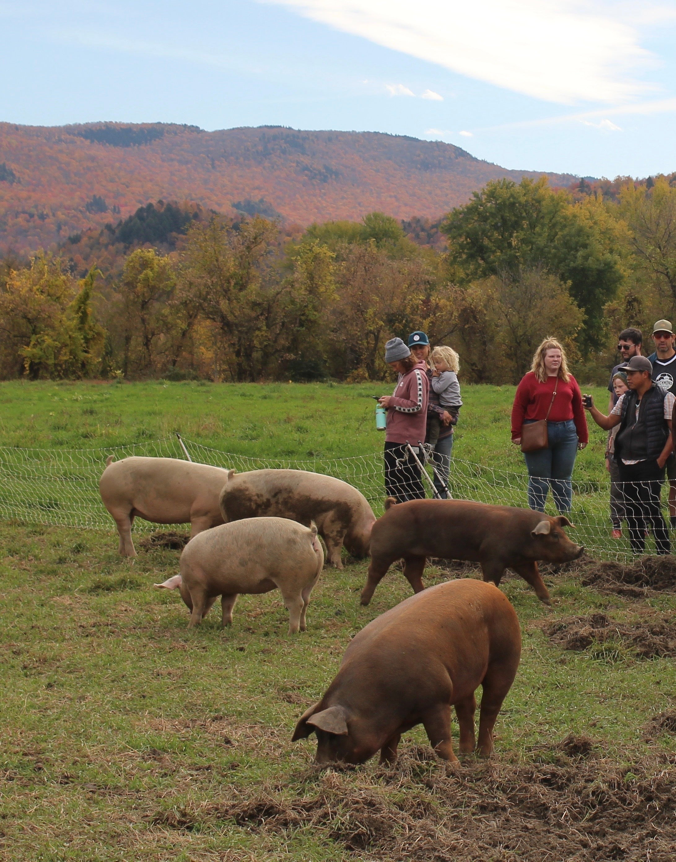 The true value of pasture raised pork – Maple Wind Farm