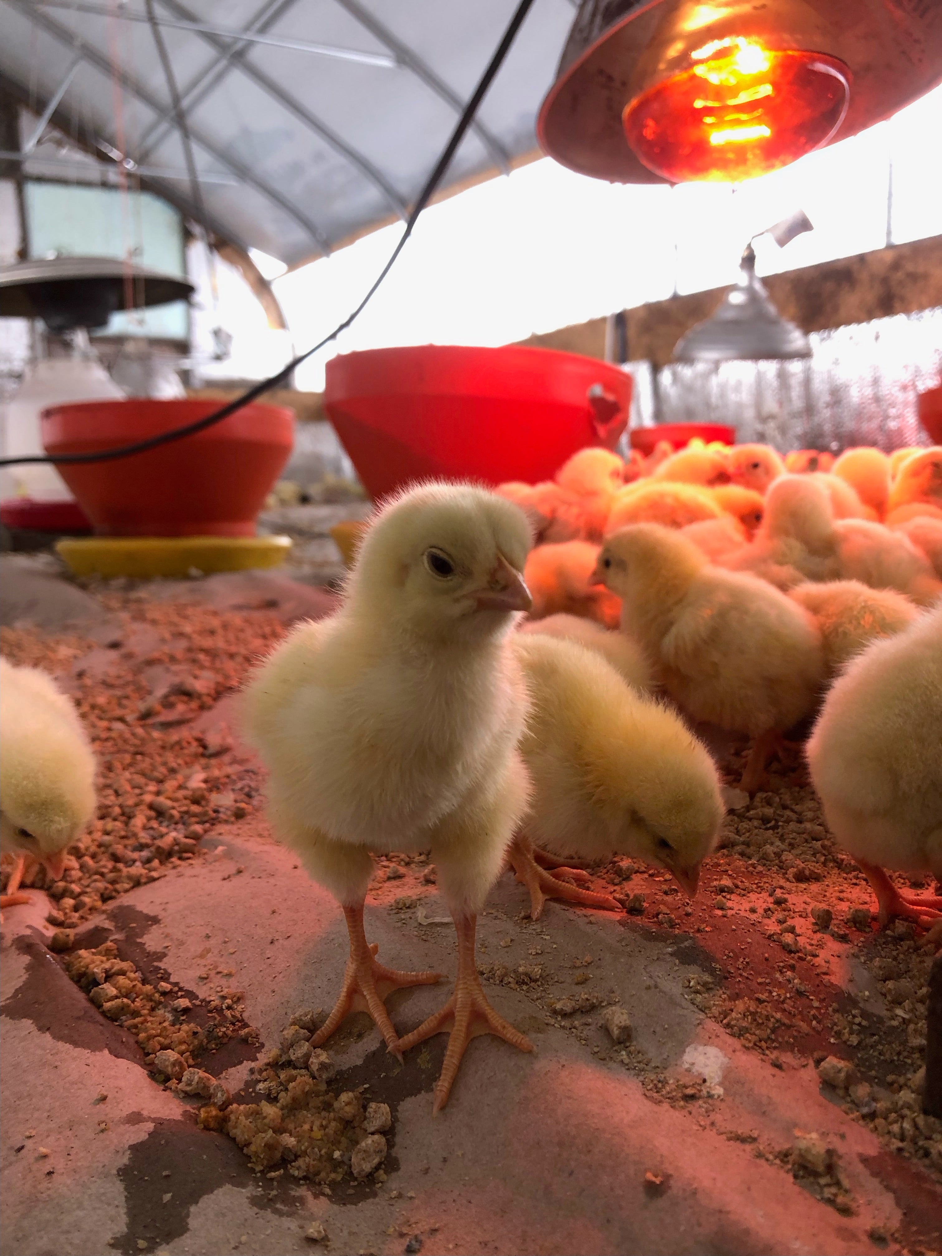 Brooding chicks- a crucial stage in pastured poultry – Maple Wind Farm