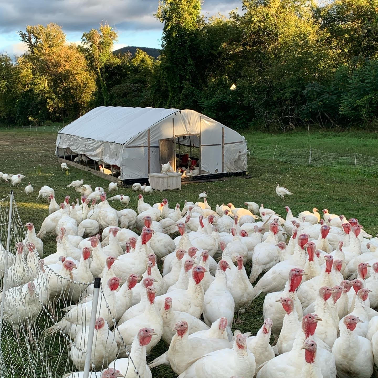 Thanksgiving Turkey- a special occasion deserves the best! – Maple Wind ...